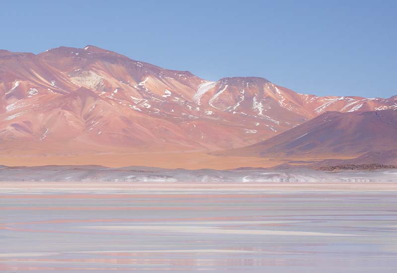 Discover the Desert Trees & Plants in Chile’s Atacama Desert